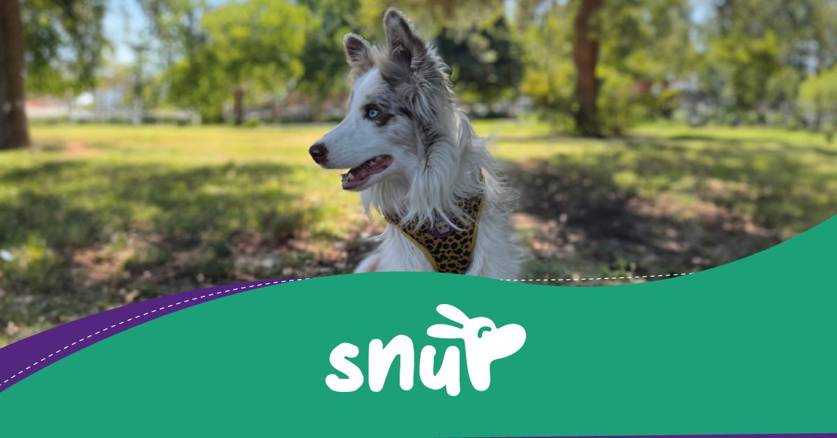 Snup - Cuidadores de Mascotas Verificados en Chile · Snup